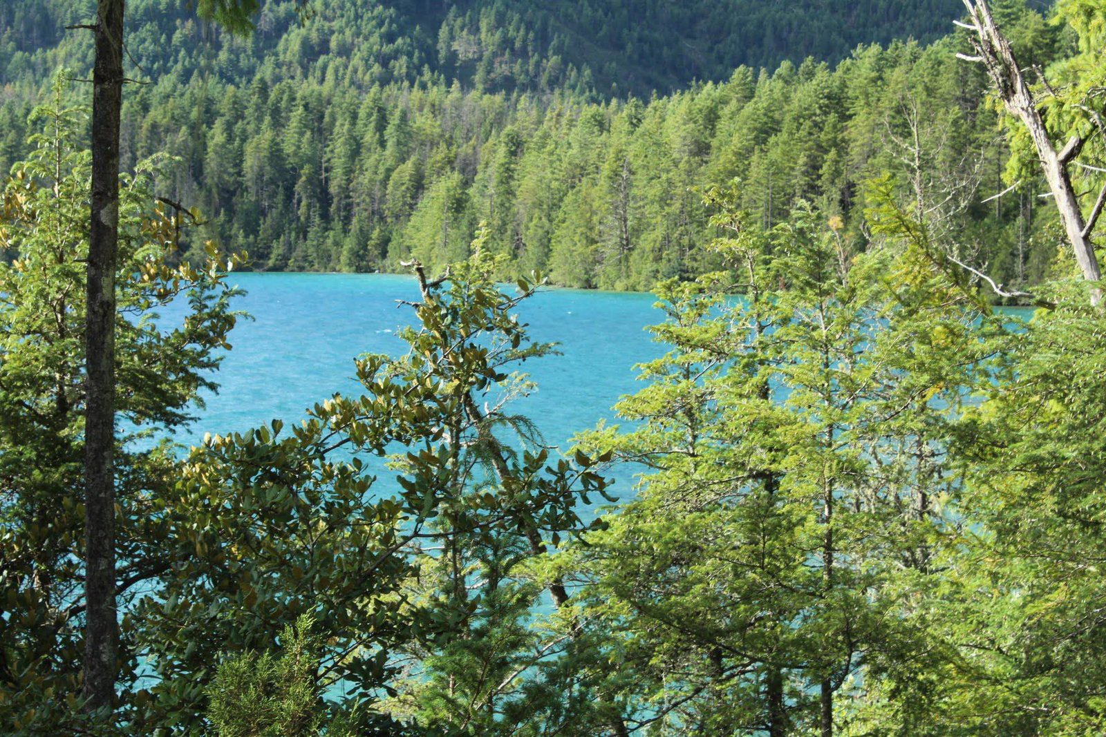FORESTS – Mount Everest Forest Botanical Alliance